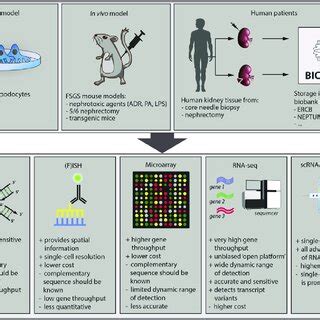 Overview Of Transcriptomics Analysis Of Disease Models And Human Download Scientific Diagram