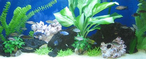 Photo 3 Peacock Cichlid African Cichlids All Peacocks