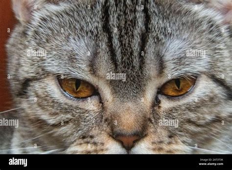 Young Crazy Surprised Cat Make Big Eyes Closeup American Shorthair