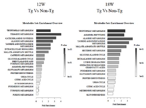 Metabolite Set Enrichment Analysis Msea Of Differentiating Download Scientific Diagram