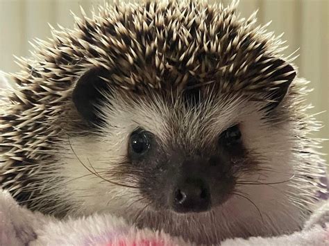 Cute Tiggy Hedgehog Figure By Clair14 Makerworld Download Free 3d Models