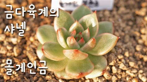 몰게인금 보석만큼 비싸고 보석보다 더 예쁜 금다육이 Youtube