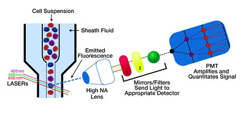 Sheath Fluid And Cell Sorting Applications Leinco Technologies