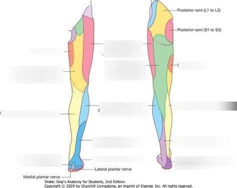 Diagram Zenuw Innervatie Cutaneus Van Been Quizlet