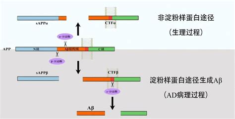 阿尔兹海默病 Ad 最新药物研发、医疗配置及医保现状 欧凯生物