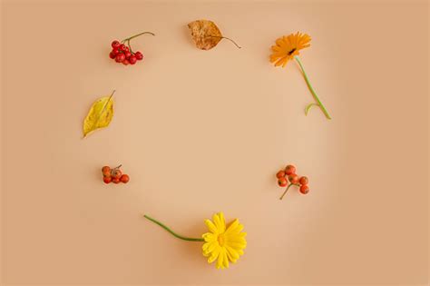 가을 프레임 레이아웃 노란색 건조 단풍과 오렌지 배경에 꽃에서 패턴 평평한 평지 텍스트 공간을 복사합니다 가을 정물 0명에 대한 스톡 사진 및 기타 이미지 Istock