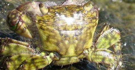 Crab Album On Imgur