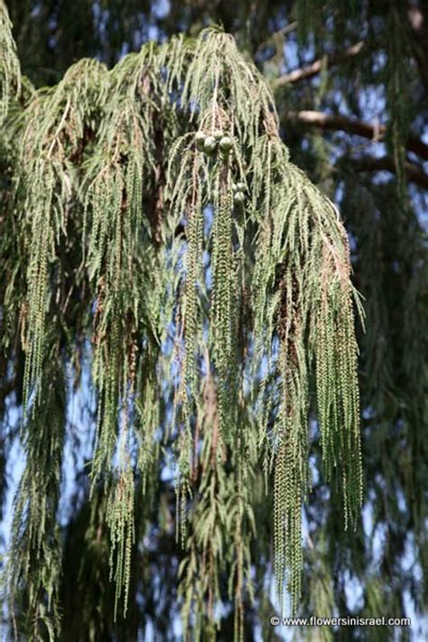 Bald Cypress Flowers Best Flower Site