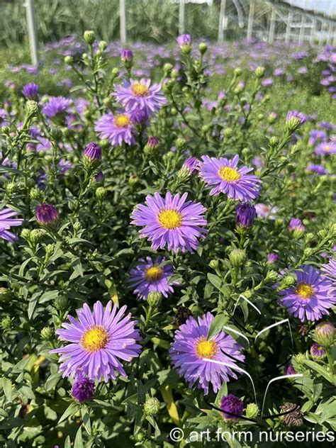 Perennials — Art Form Nurseries