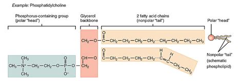 Contains 1 Glycerol And 3 Fatty Acid Chains At Ana Brady Blog