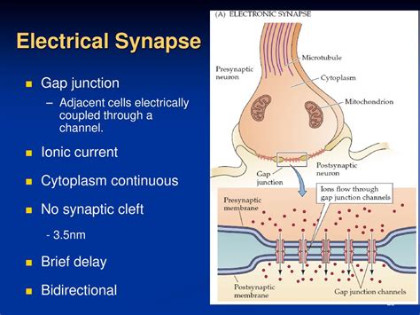 Synapse and Neurotransmitter - ppt download
