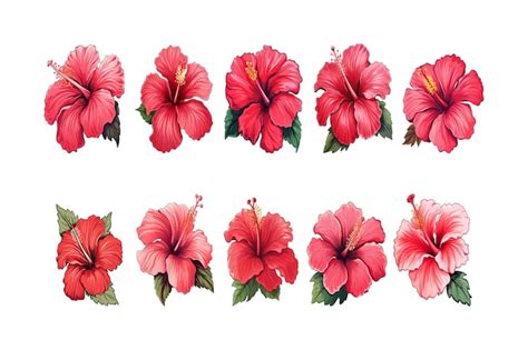 Premium Vector Hand Drawn Hibiscus Flower Arrangement Clipart