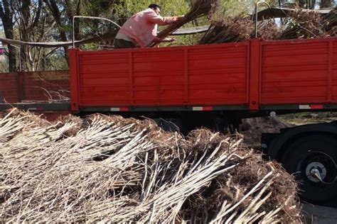 Desde El Ministerio De La Producción Se Vendieron Más De 32 Mil árboles