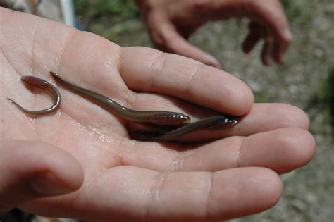 Découvrez La Lamproie Ce Poisson Primitif Qui Aspire Le Sang De Ses