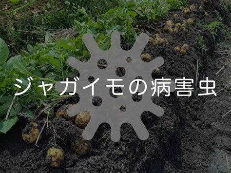 ジャガイモの病気と害虫 やまむファーム
