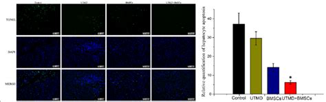 Tunel Assay Of Apoptosis In The Four Groups N 3 Per Group The