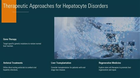 Understanding Hepatocytes Key Liver Cells Explained Ppt Presentation St