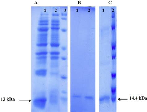Sds Page Analysis Of The Expression Of Recombinant Sdab In Bl21 De3
