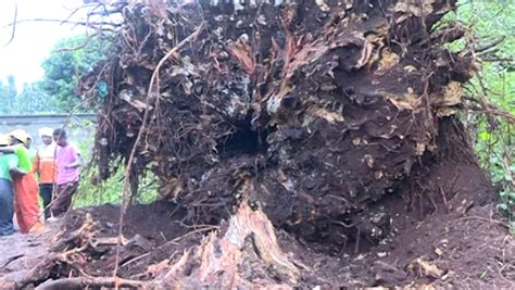 Ntv Kenya Omen Kiambu Residents Shaken After Mugumo Tree Falls