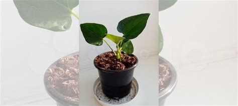Антуриум детка укорененная купить в Ангарске Товары для дома и дачи