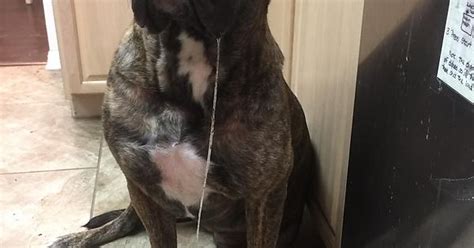 What Drool Album On Imgur