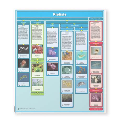 Kingdom Protista Classification Chart