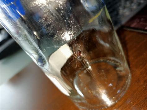 Noble False Widow Rspiders