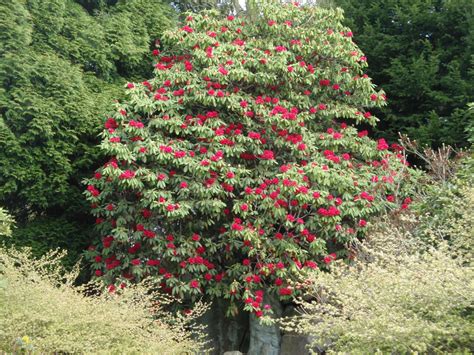 Tree Rhododendron Facts And Health Benefits