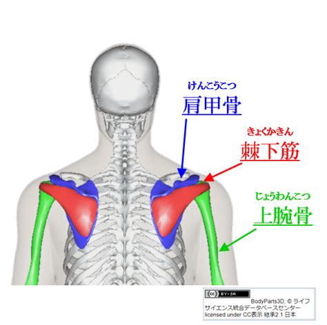 棘下筋 きょくかきん 今浪勉のわかりやすい機能解剖学イマナミー解剖学