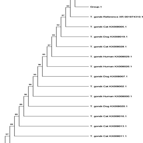 Neighbor Joining Tree Showing Phylogenetic Relationship Among The