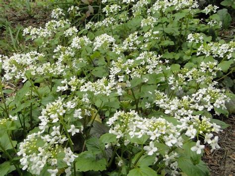 Pachyphragma Pachyphragma Macrophylla Planten Online Kopen