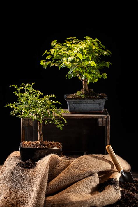 How Long Does A Bonsai Tree Live