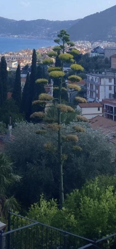 Can Anyone Help Me Identify This Tree R Treeidentification