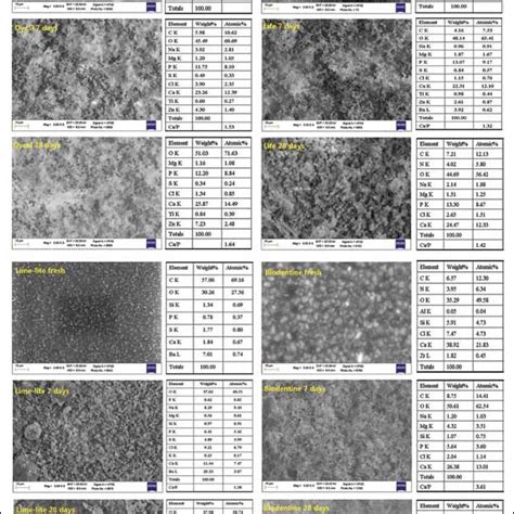 Morphochemical Analysis By Environmental Scanning Electron Microscopy