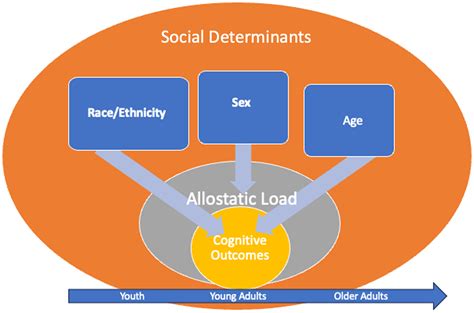 Allostatic Load And Cognitive Recall Among Young Adults Racial Ethnic