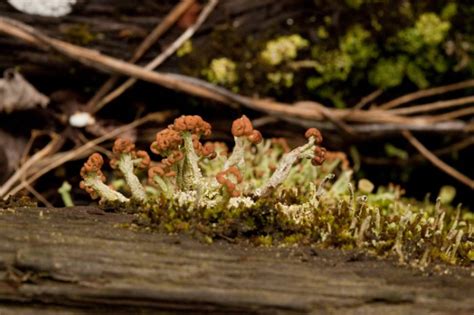 Lichen Cladonia Peziziformis Ohio Moss And Lichen Association