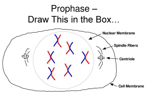The Cell Cycle Biology Ppt Download