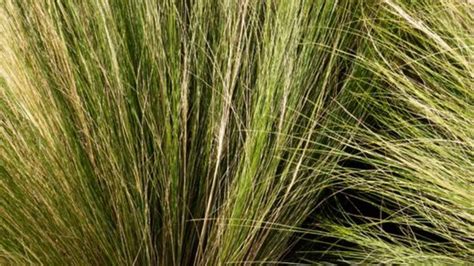 Ornamental Grasses Add Ease Grace And Beauty