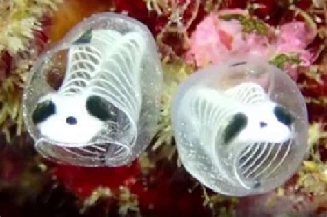 New Species Skeleton Panda Sea Squirt Discovered In Japan Wnct