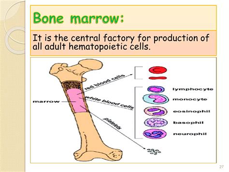 Reticuloendothelial System Pdf
