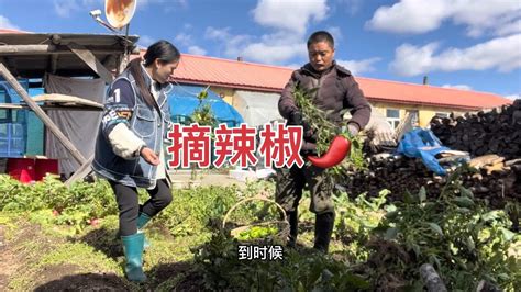 马上要上大冻了把小园的辣椒摘下来不摘它也红不了了 YouTube