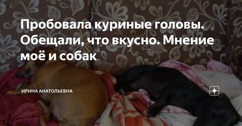 Пробовала куриные головы. Обещали, что вкусно. Мнение моё и собак ...