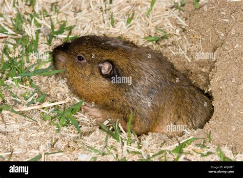 Bottas Pocket Gopher Thomomys Bottae Tucson Arizona United States 30