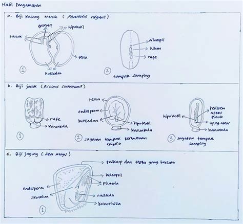 PSYCHESOUPE EMBRIOLOGI TUMBUHAN BIJI