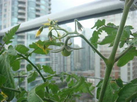 How To Grow Tomatoes On The Balcony Gardender