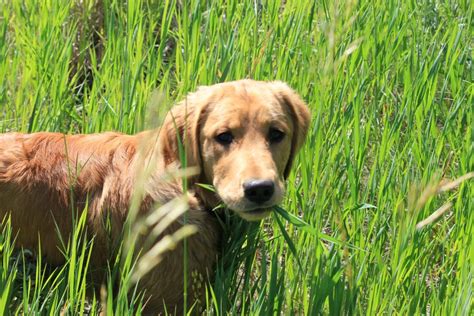 ¿por Qué Comen Pasto Los Perros Perfect Sense