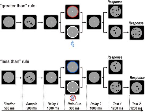 Basic Mathematical Rules Are Encoded By Primate Prefrontal Cortex
