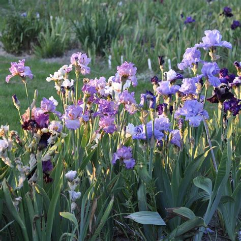 How To Grow Irises Claire Austin