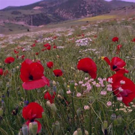 دانلود ریمیکس آهنگ حسن زیرک ده ترسم با متن کامل