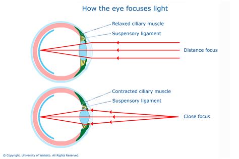 The Ultimate Guide To Human Eye Ray Diagram Moo Wiring
